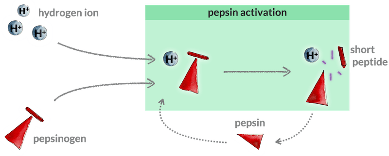 Protein digestion from mouth to anus. Visual, science-backed | Elegant ...