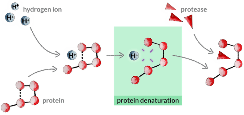 Protein digestion from mouth to anus. Visual, science-backed | Elegant ...